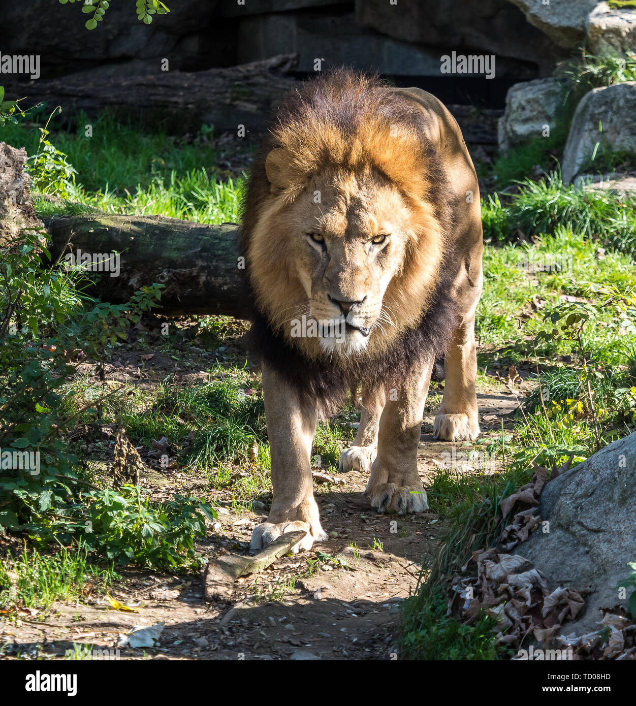 The lion, Panthera leo is one of the four big cats in the genus ...