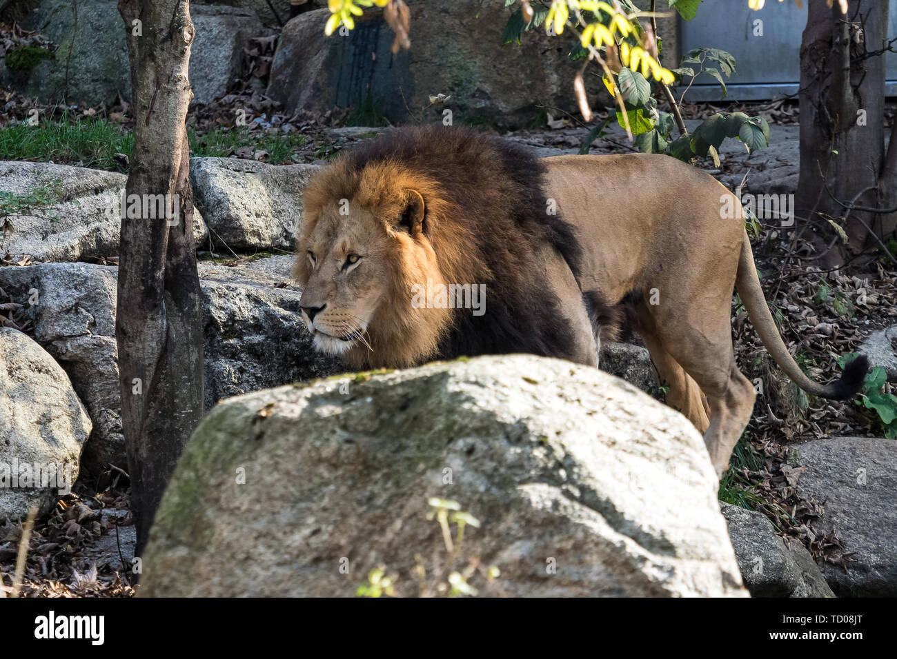 The lion, Panthera leo is one of the four big cats in the genus ...