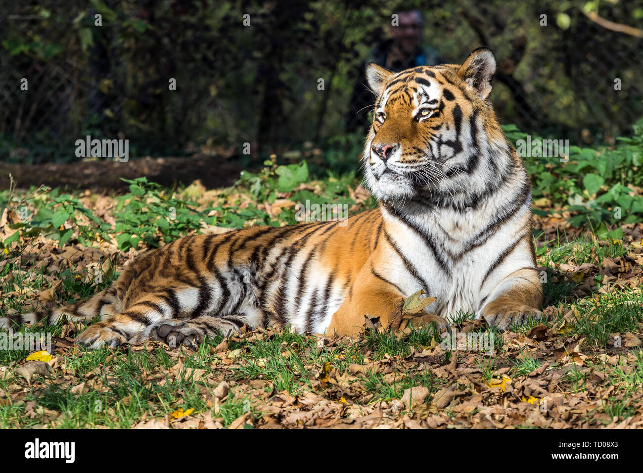 The Siberian tiger,Panthera tigris altaica in the zoo Stock Photo - Alamy