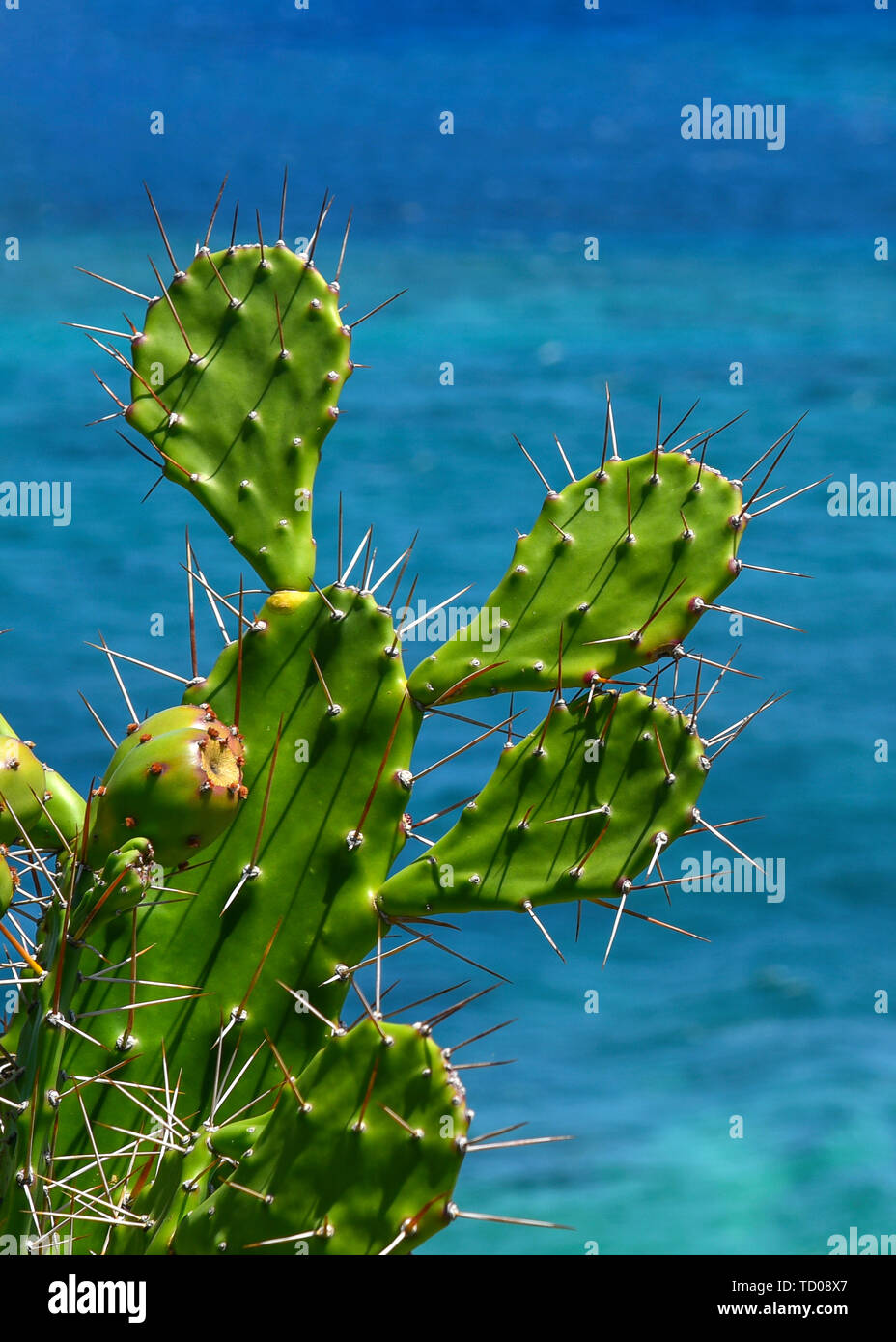 Tip of the cactus plant hi-res stock photography and images - Alamy