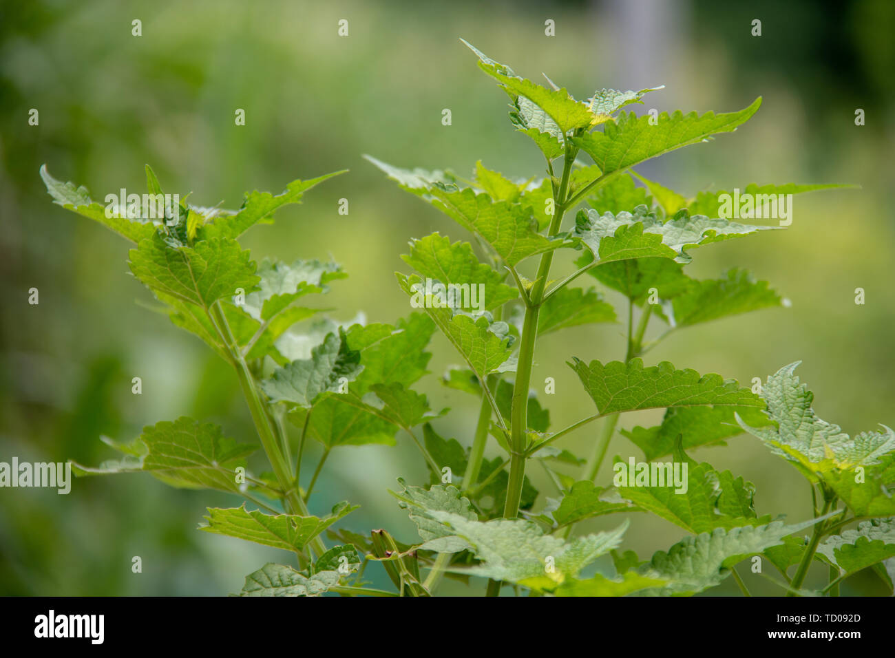 Patchouli hi-res stock photography and images - Alamy