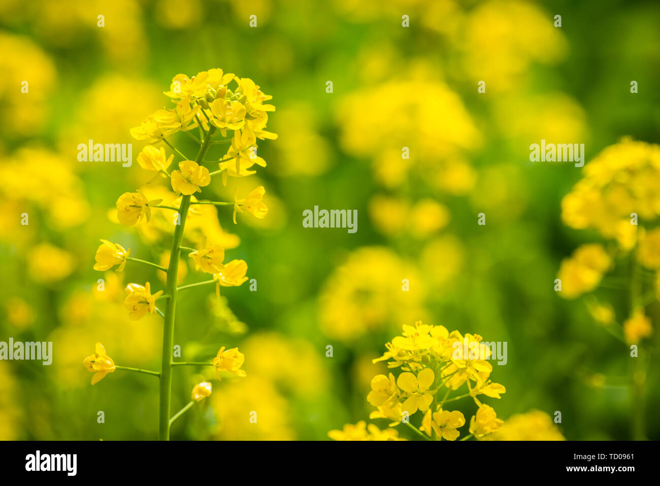 Rapeseed flower field Stock Photo - Alamy