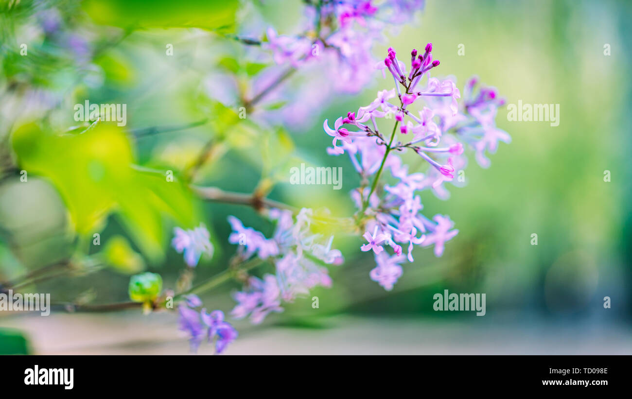Lilac budding in spring hi-res stock photography and images - Alamy