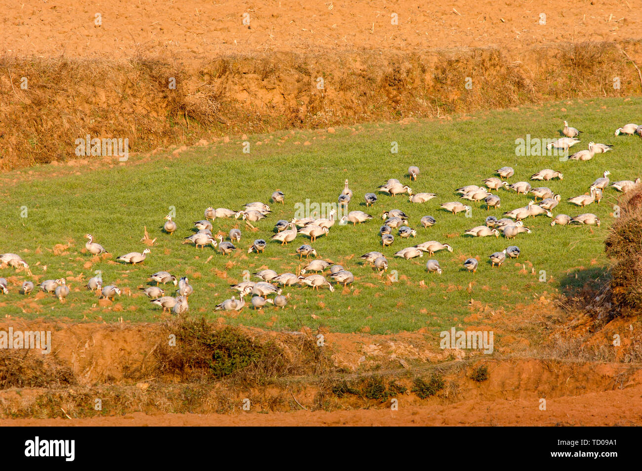 Birds such as black-necked cranes in Dashanbao, Zhaotong, Yunnan ...