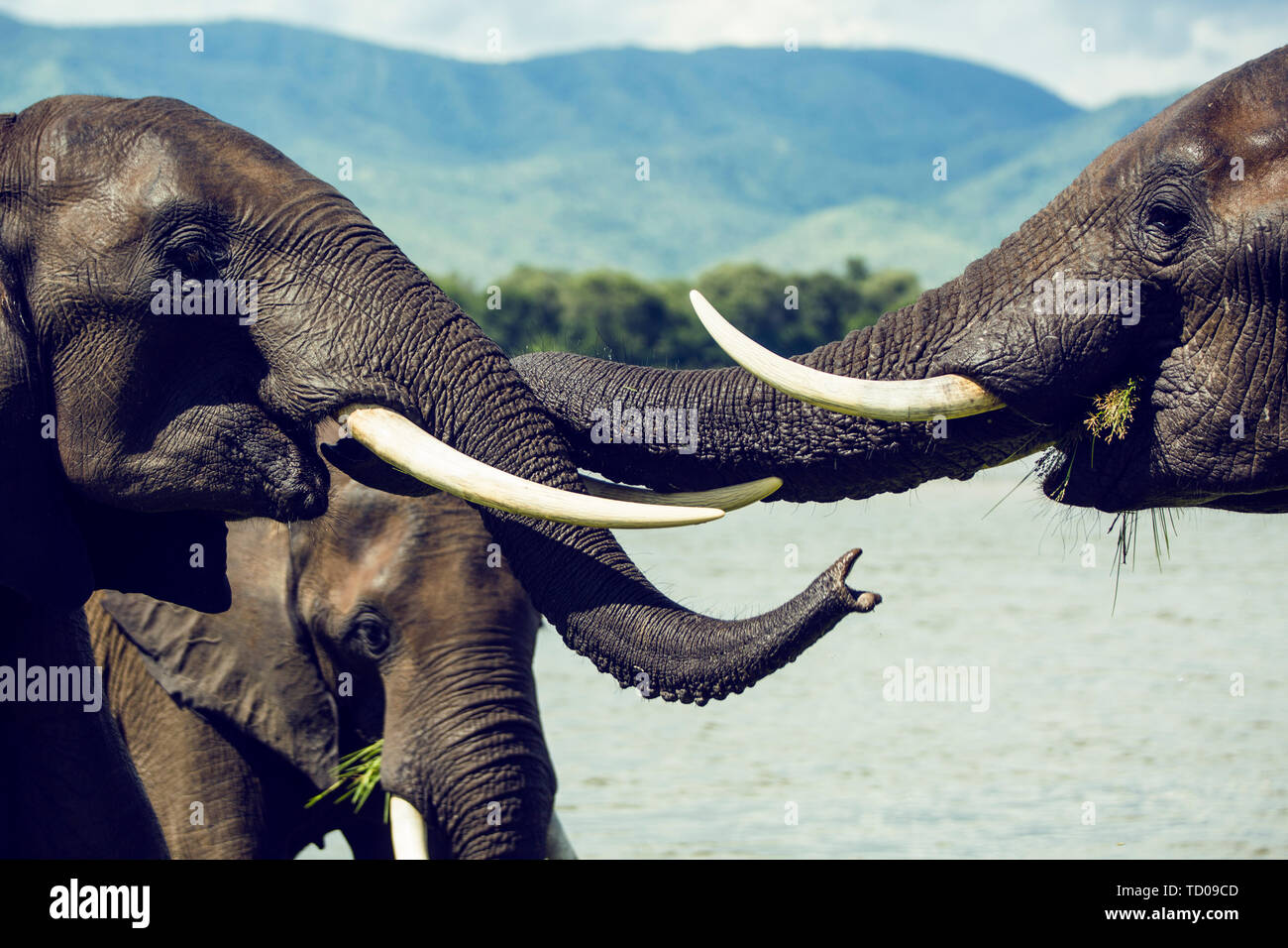 Africa, Zimbabwe, manaturals, national parks, animals, elephants, baby ...