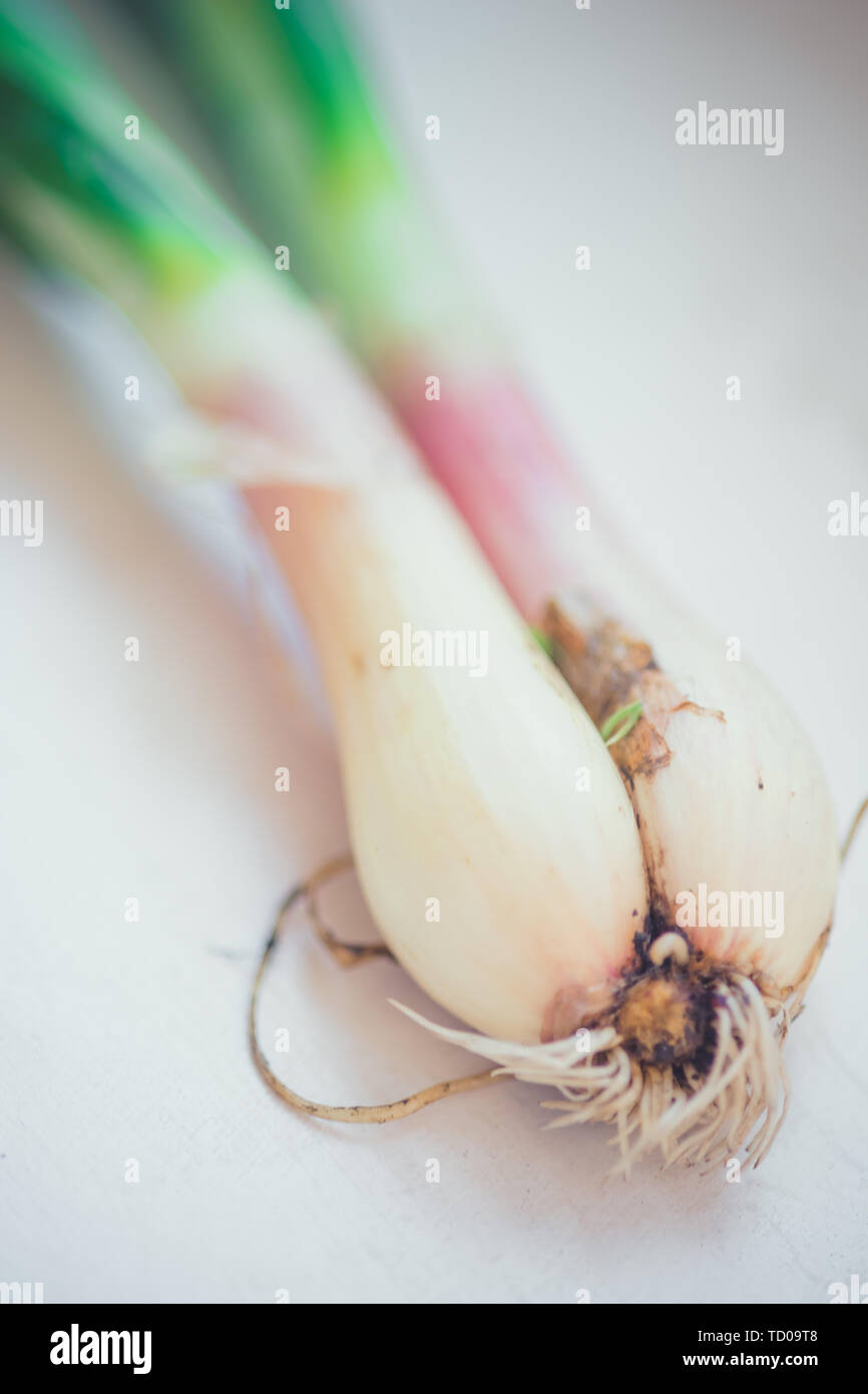 Onion With Roots High Resolution Stock Photography and Images - Alamy