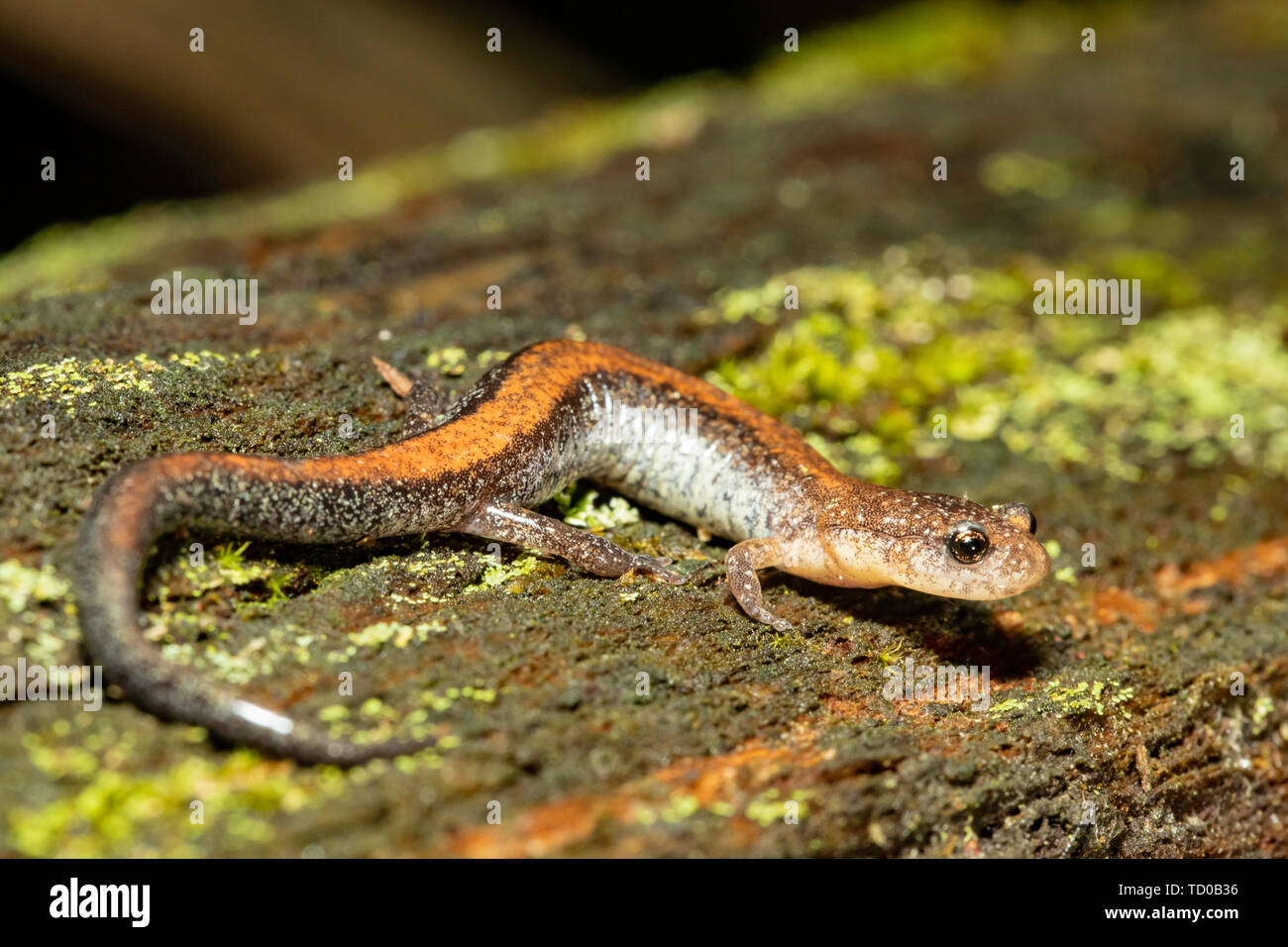 Eastern Red Backed Salamander