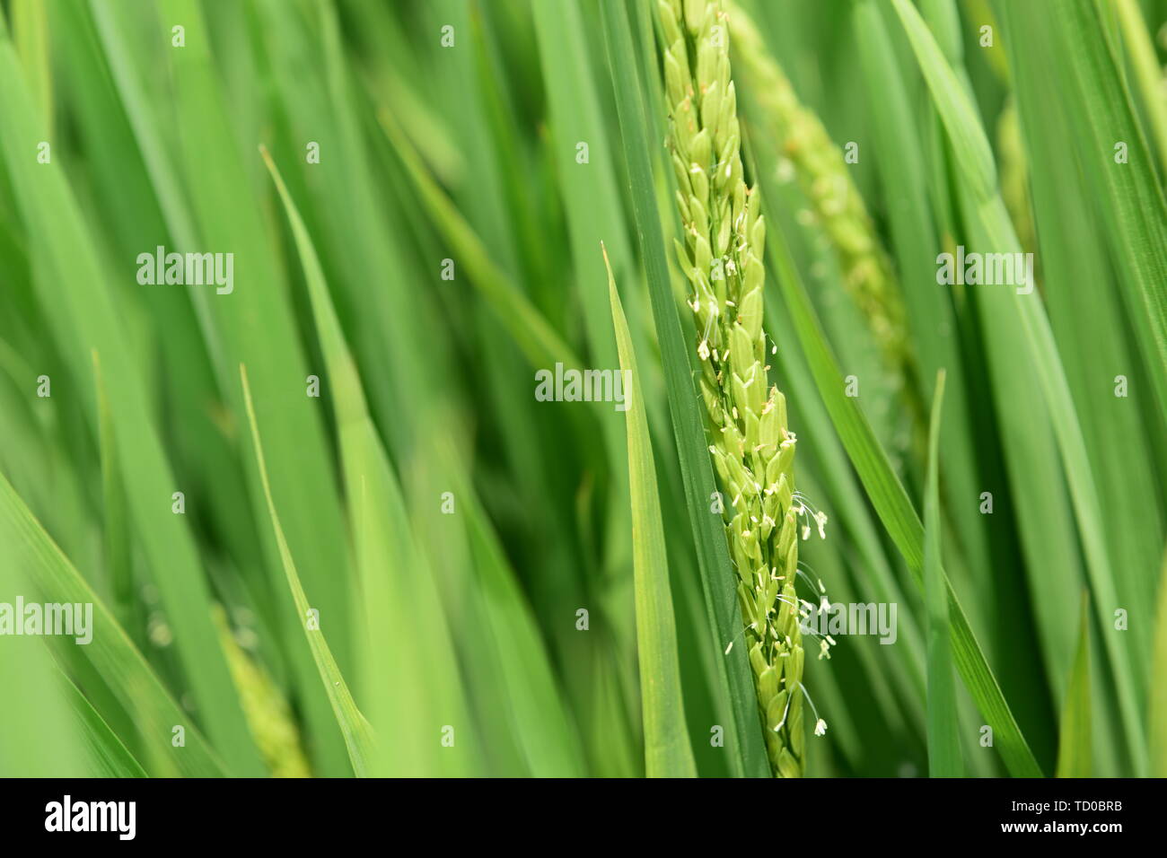 Rice spike paddy field, rice Stock Photo - Alamy