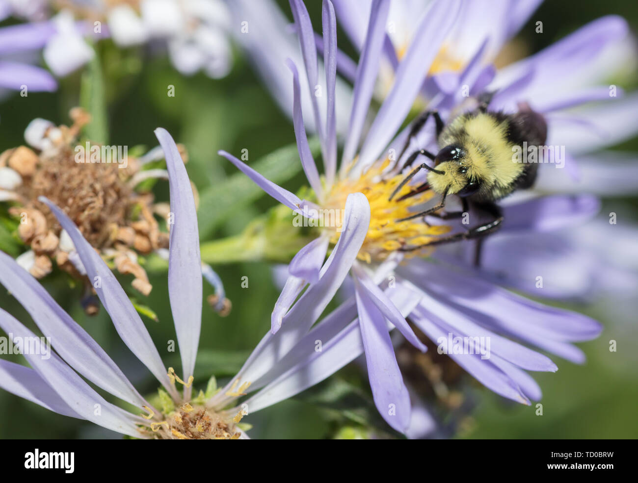 American honey bee hi-res stock photography and images - Alamy
