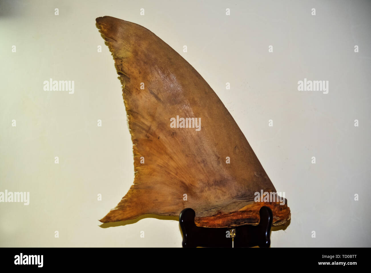Snow shark hi-res stock photography and images - Alamy