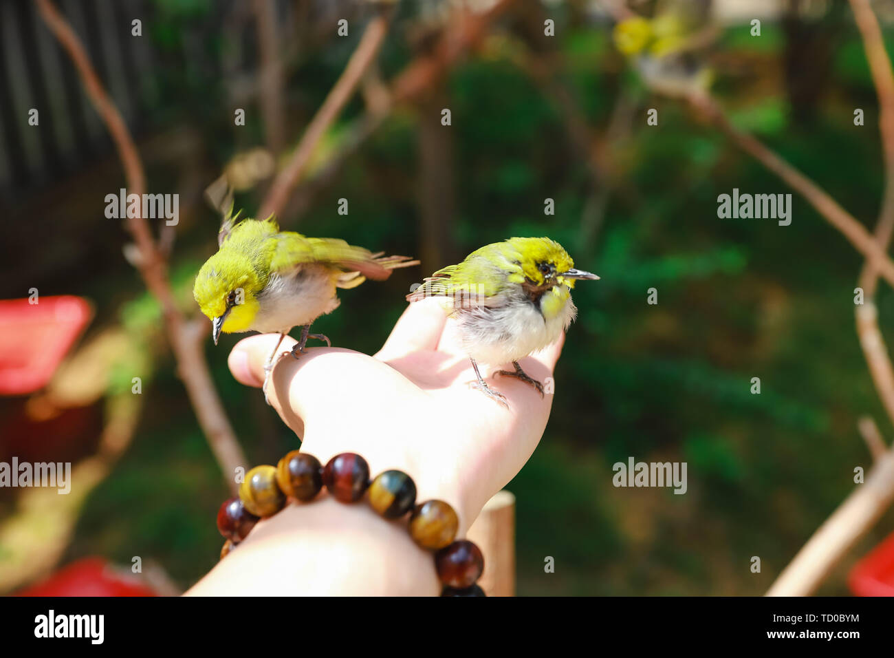 Intimate photos of lovesick interacting with people Stock Photo - Alamy