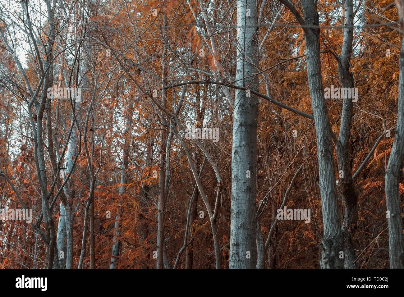 Autumn yellow deciduous forest HD material Stock Photo - Alamy