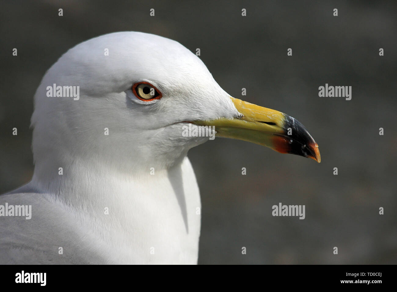 Birds wild animals and waters no man nature animals hi-res stock ...