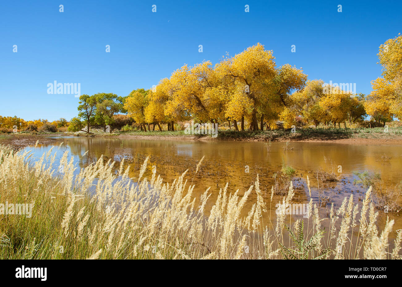 Park bright ejina flag hi-res stock photography and images - Alamy