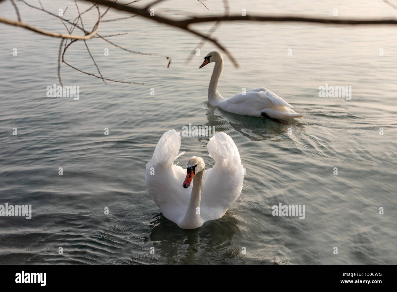 A warts-nosed swan swimming in hot springs in Yili, Xinjiang in winter ...