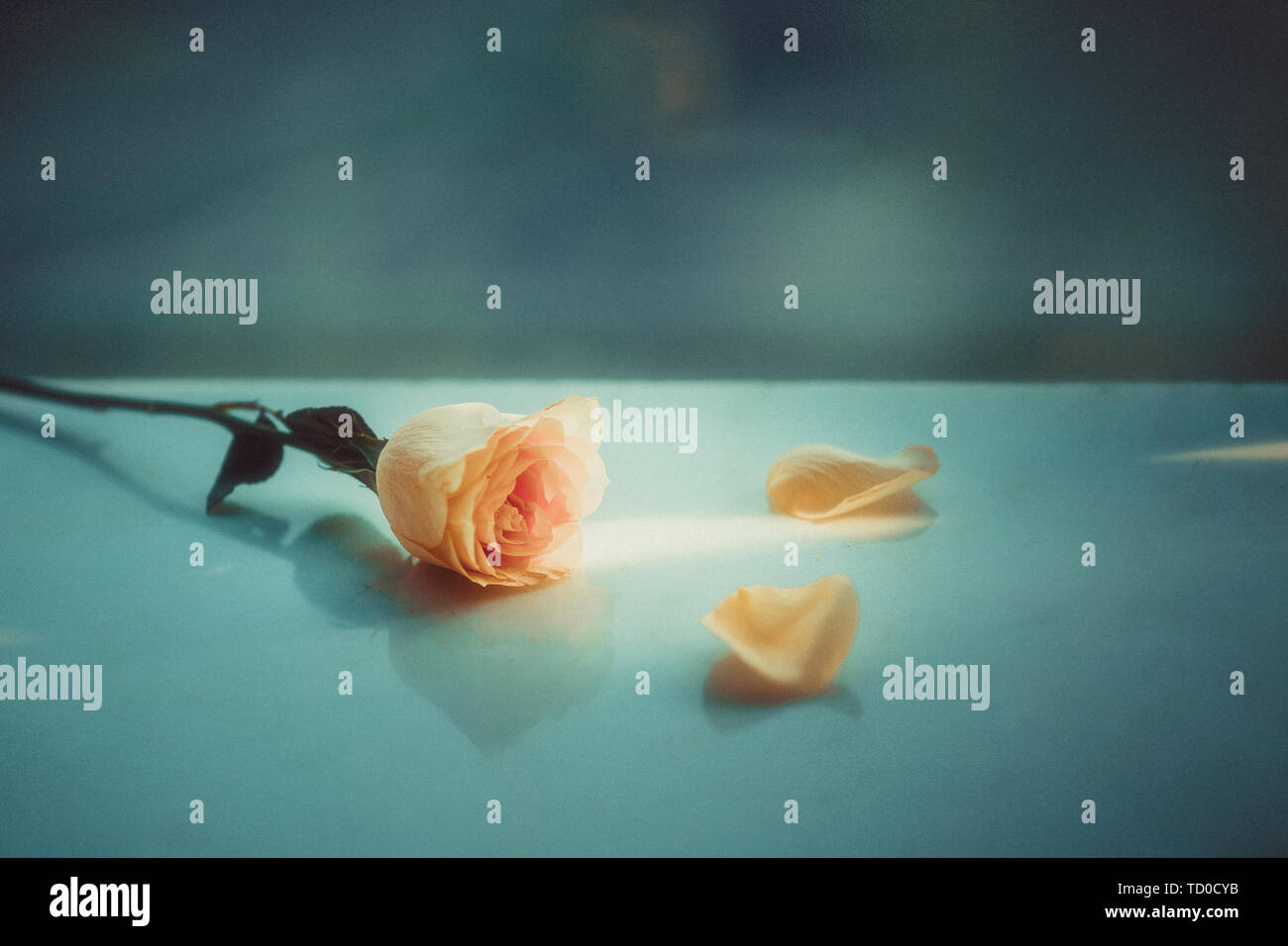 Little fresh, beautiful roses Stock Photo - Alamy