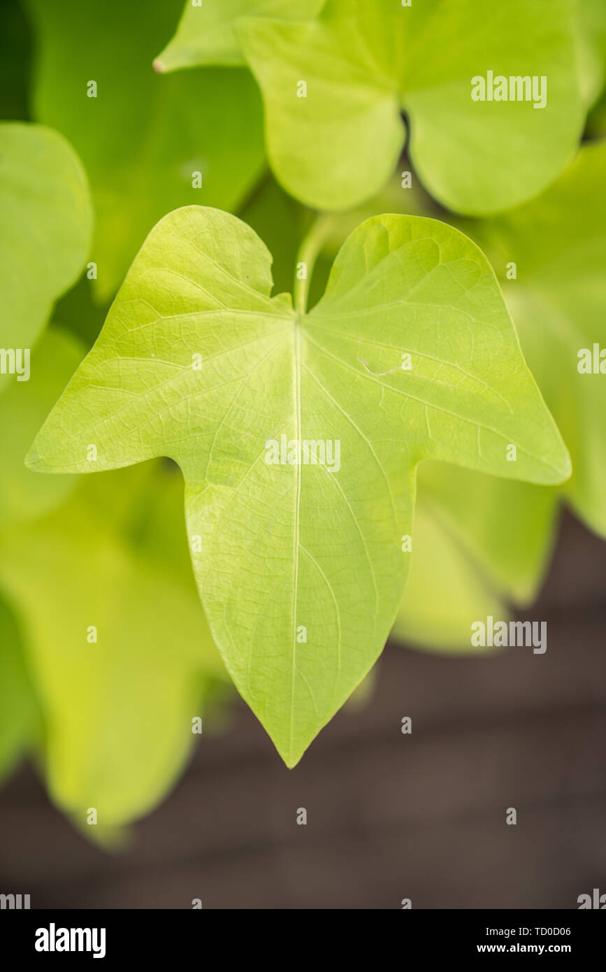 Light in summer color and grain planting and tourism hi-res stock ...
