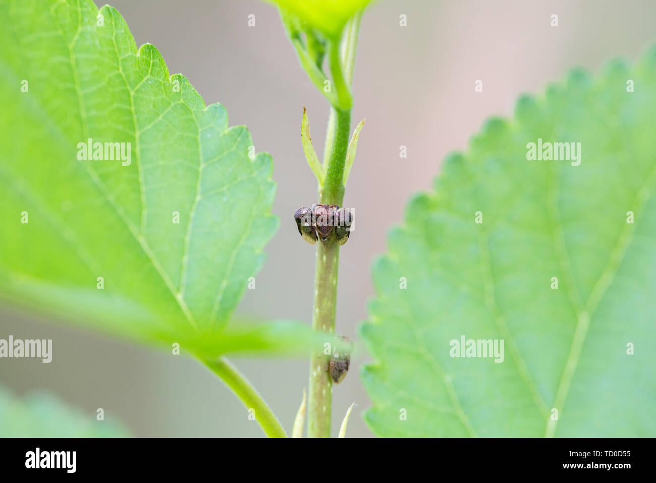 Cicada and the ant hi-res stock photography and images - Alamy