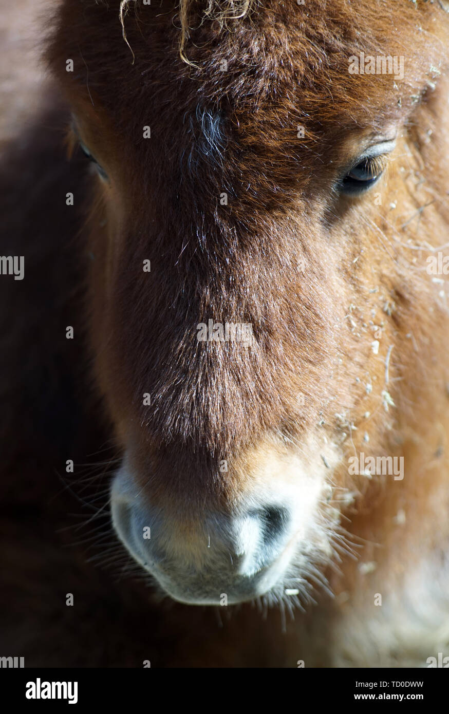 Sheep with mane hi-res stock photography and images - Alamy