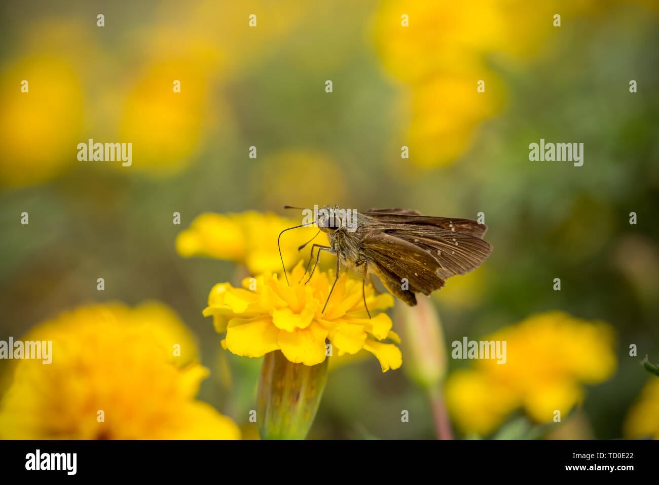 Insects on flowers Stock Photo - Alamy