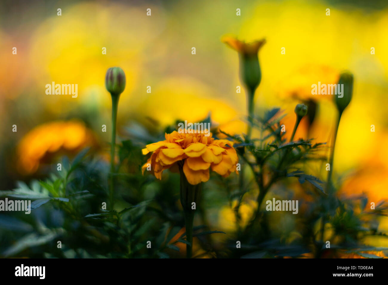 One flower, one world Stock Photo - Alamy