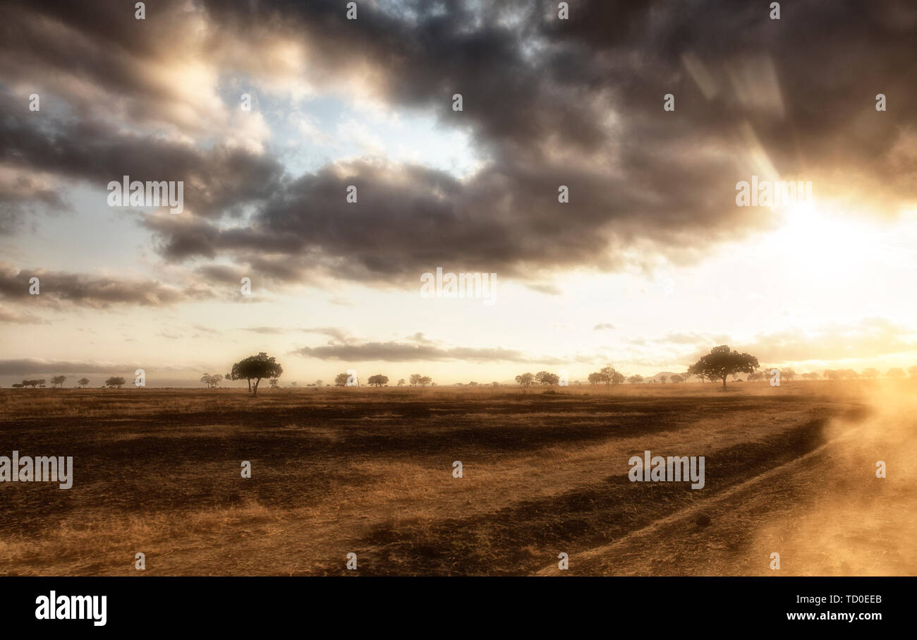 African steppe hi-res stock photography and images - Alamy