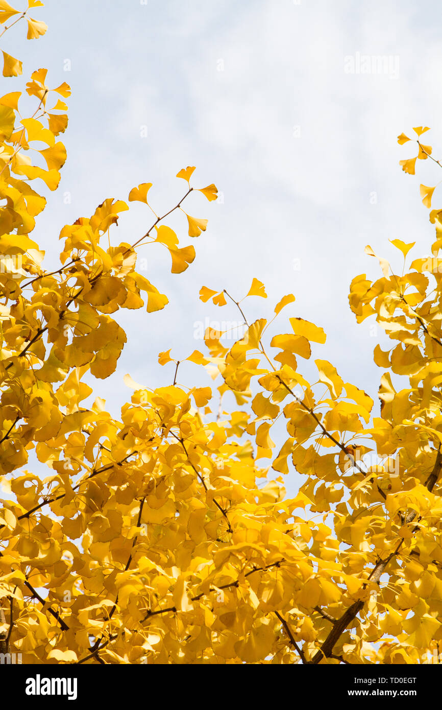 Gink tree hi-res stock photography and images - Alamy