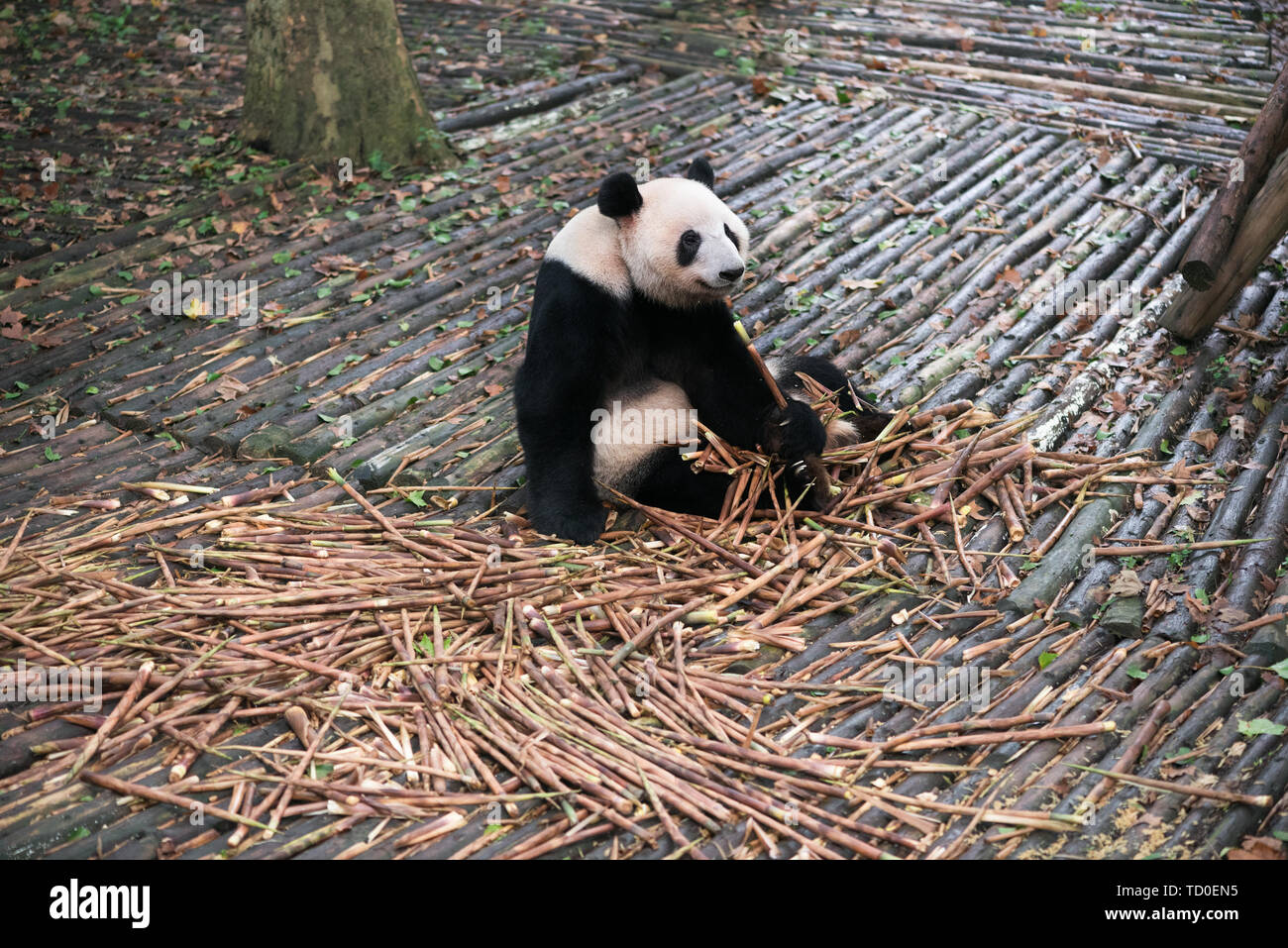 Panda eating bamboo at Giant Panda Base in Chengdu, Sichuan Stock Photo ...