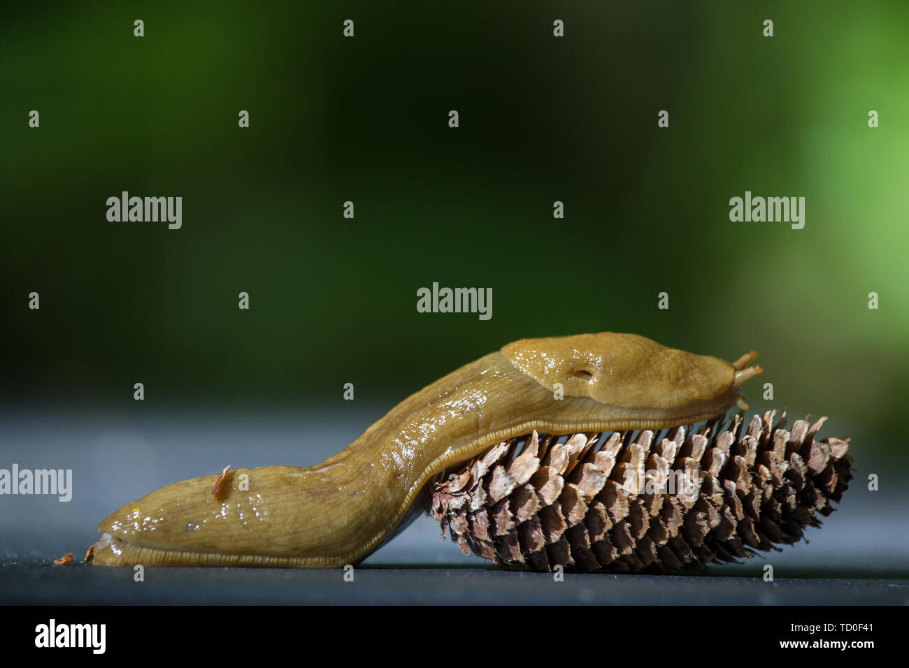Slug diet hi-res stock photography and images - Alamy