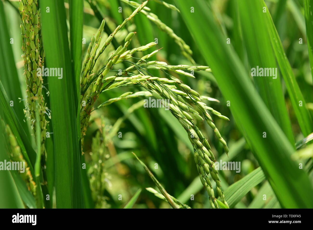 Rice spike paddy field, rice Stock Photo - Alamy