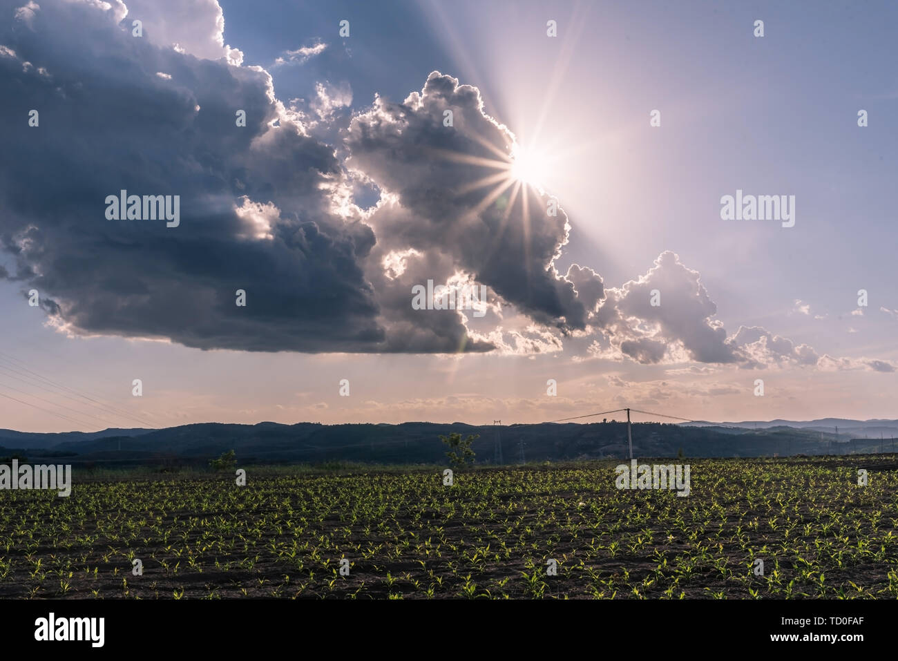 Summer outdoor field scenery Stock Photo - Alamy