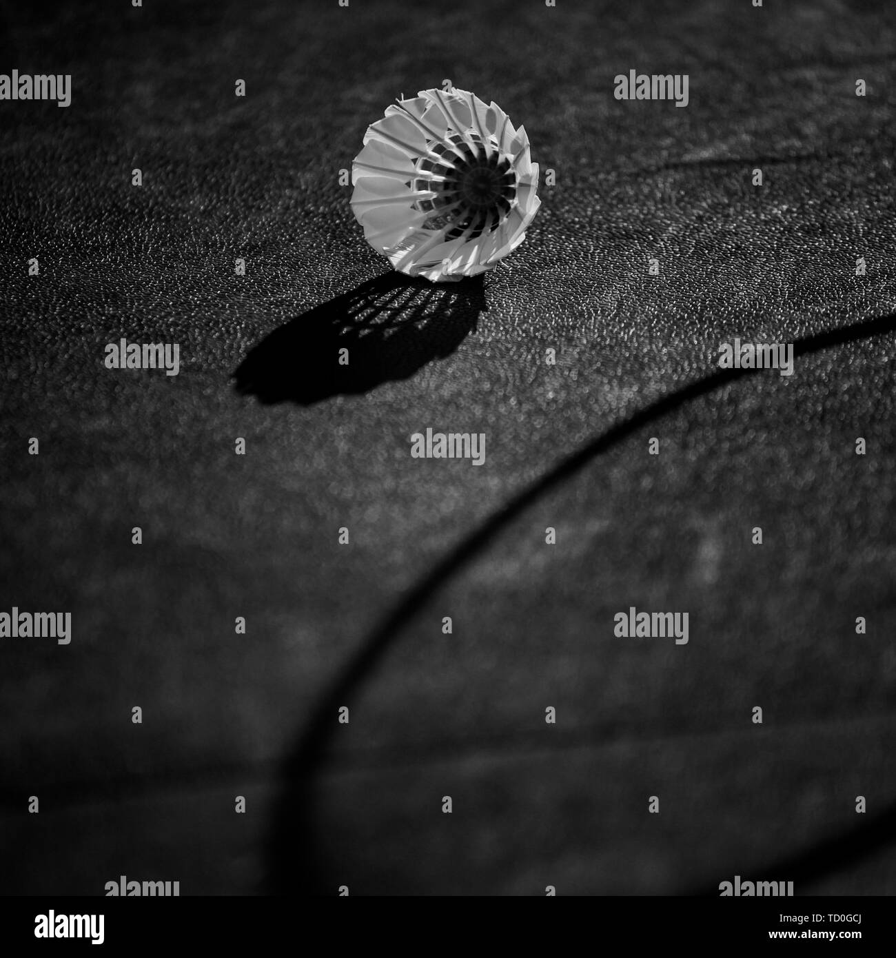 Light and shadow badminton Stock Photo - Alamy