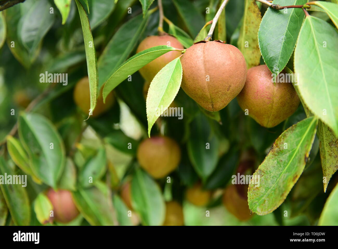 Oil tea, tea fruit Stock Photo - Alamy