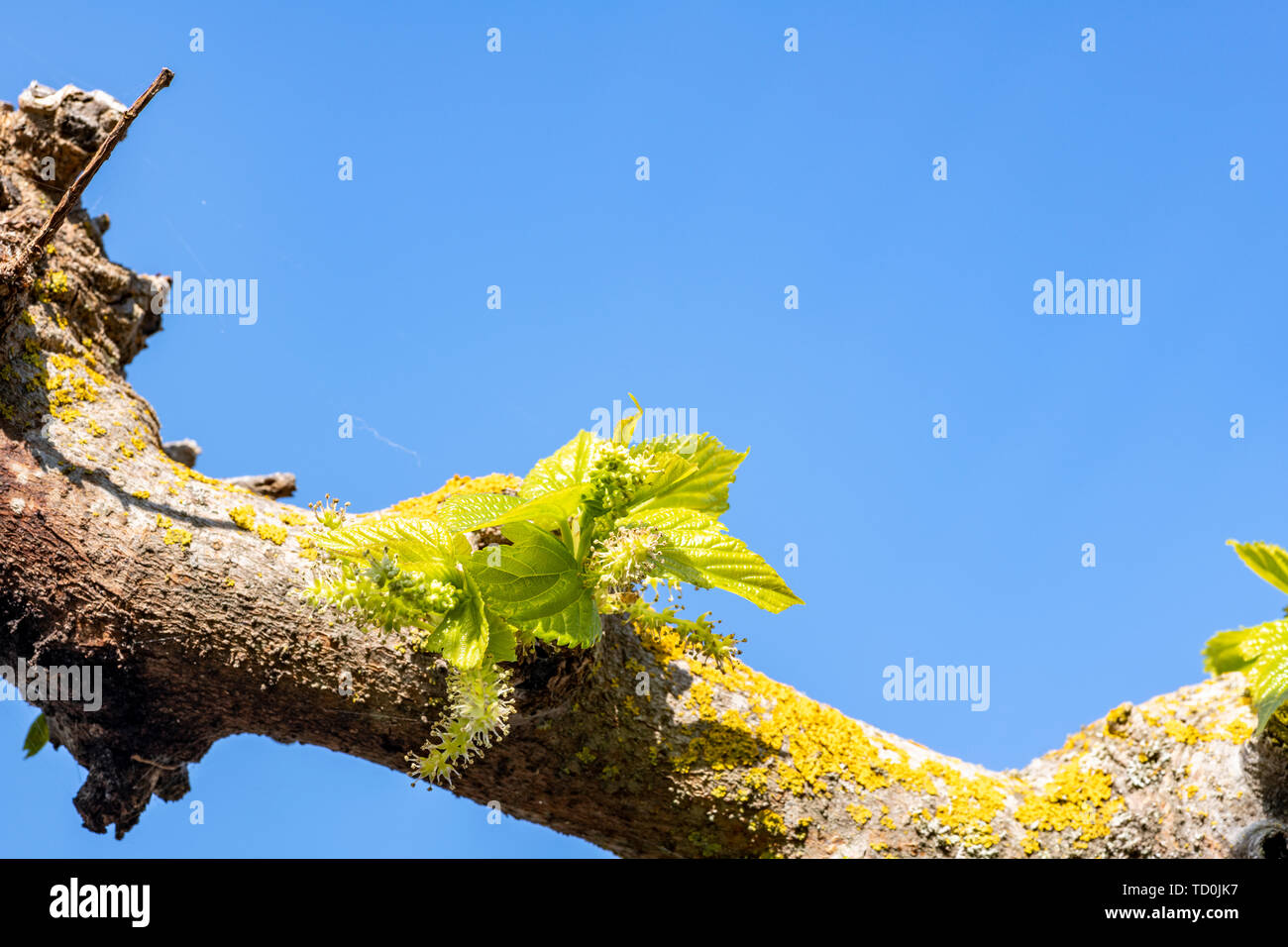 Fresh new spring growth flowers of mulberry tree with stamens, Corsica ...