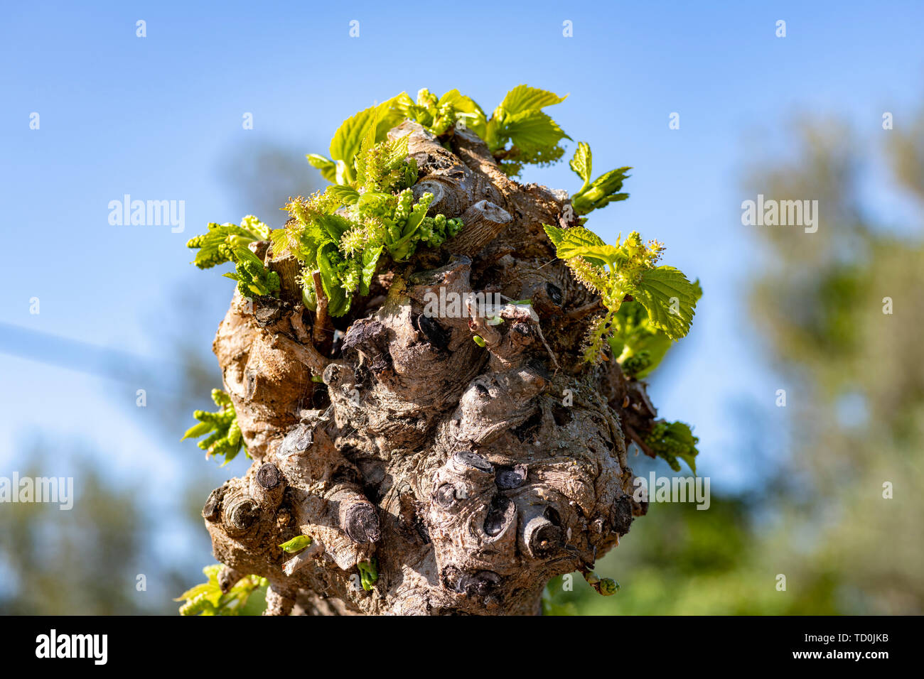Fresh new spring growth flowers of mulberry tree with stamens, Corsica ...