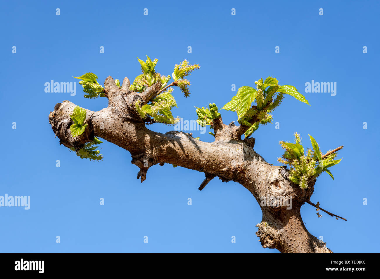 Mulberry flowers hi-res stock photography and images - Alamy