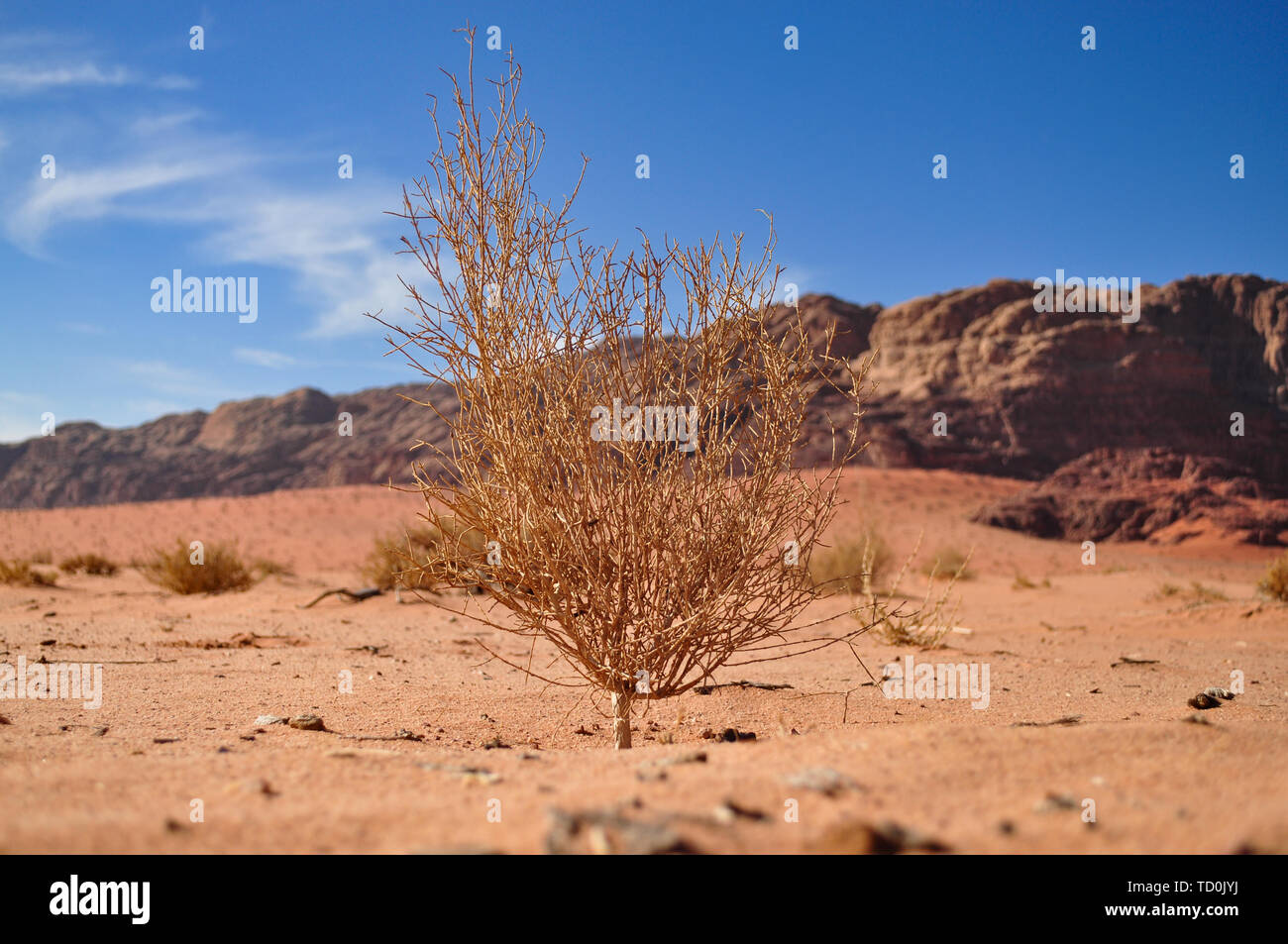 Jordanian moon valley desert plant shuttle tree Stock Photo - Alamy