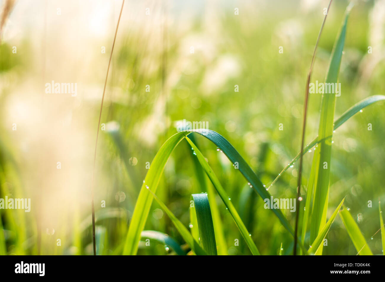 Morning meadows, sunshine and dew Stock Photo - Alamy