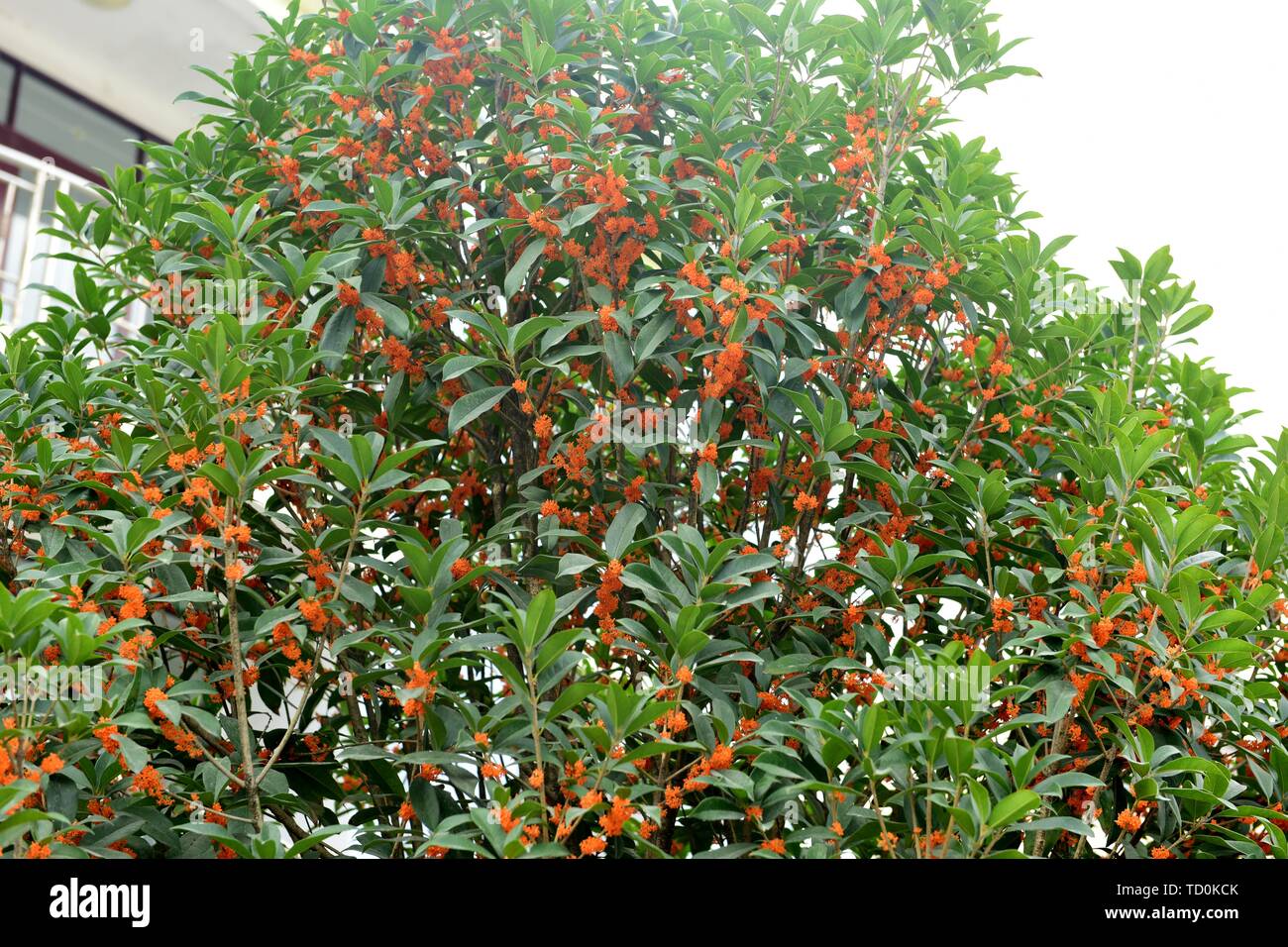 Dangui hi-res stock photography and images - Alamy