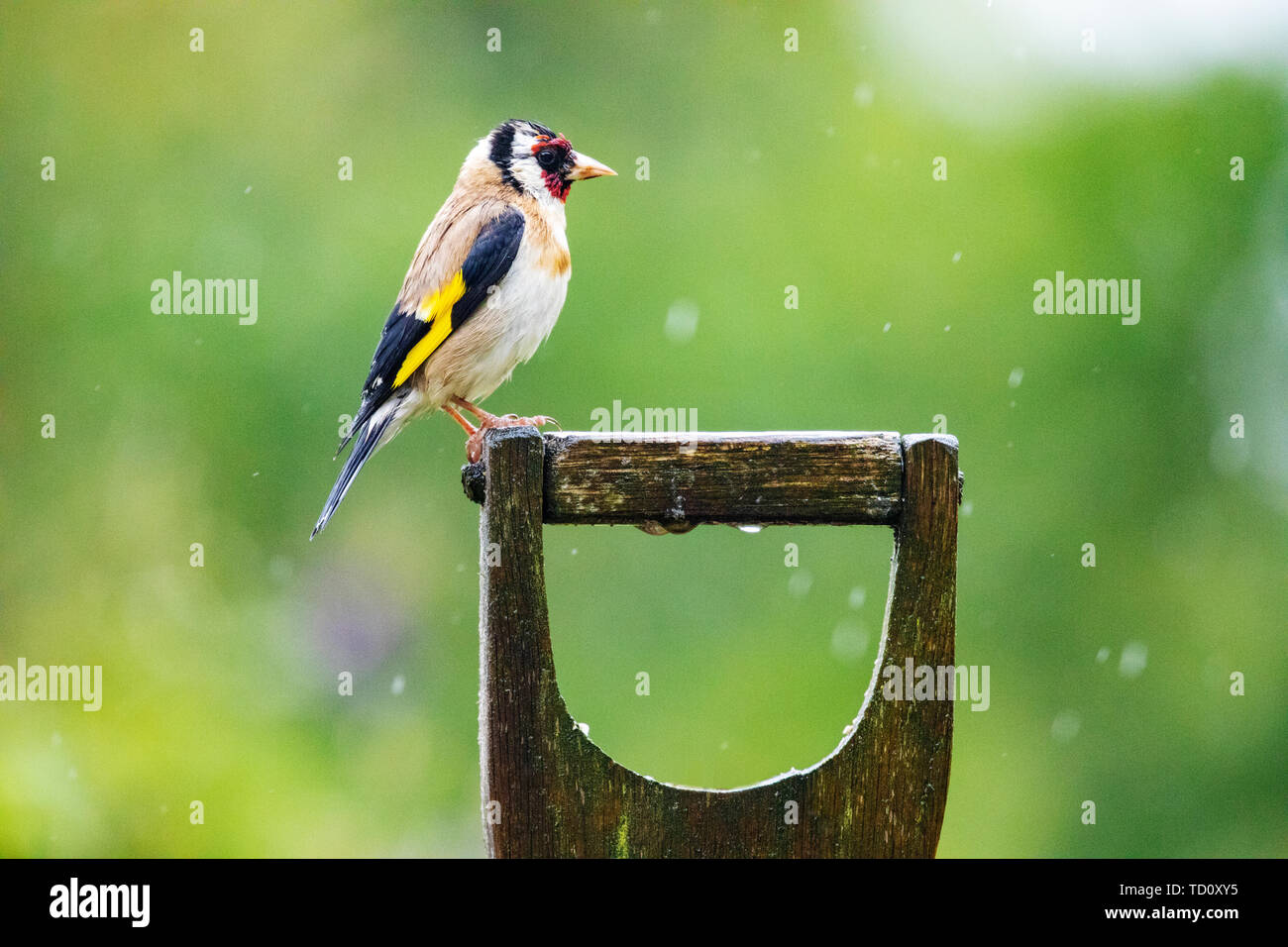 Rain creatures hi-res stock photography and images - Alamy