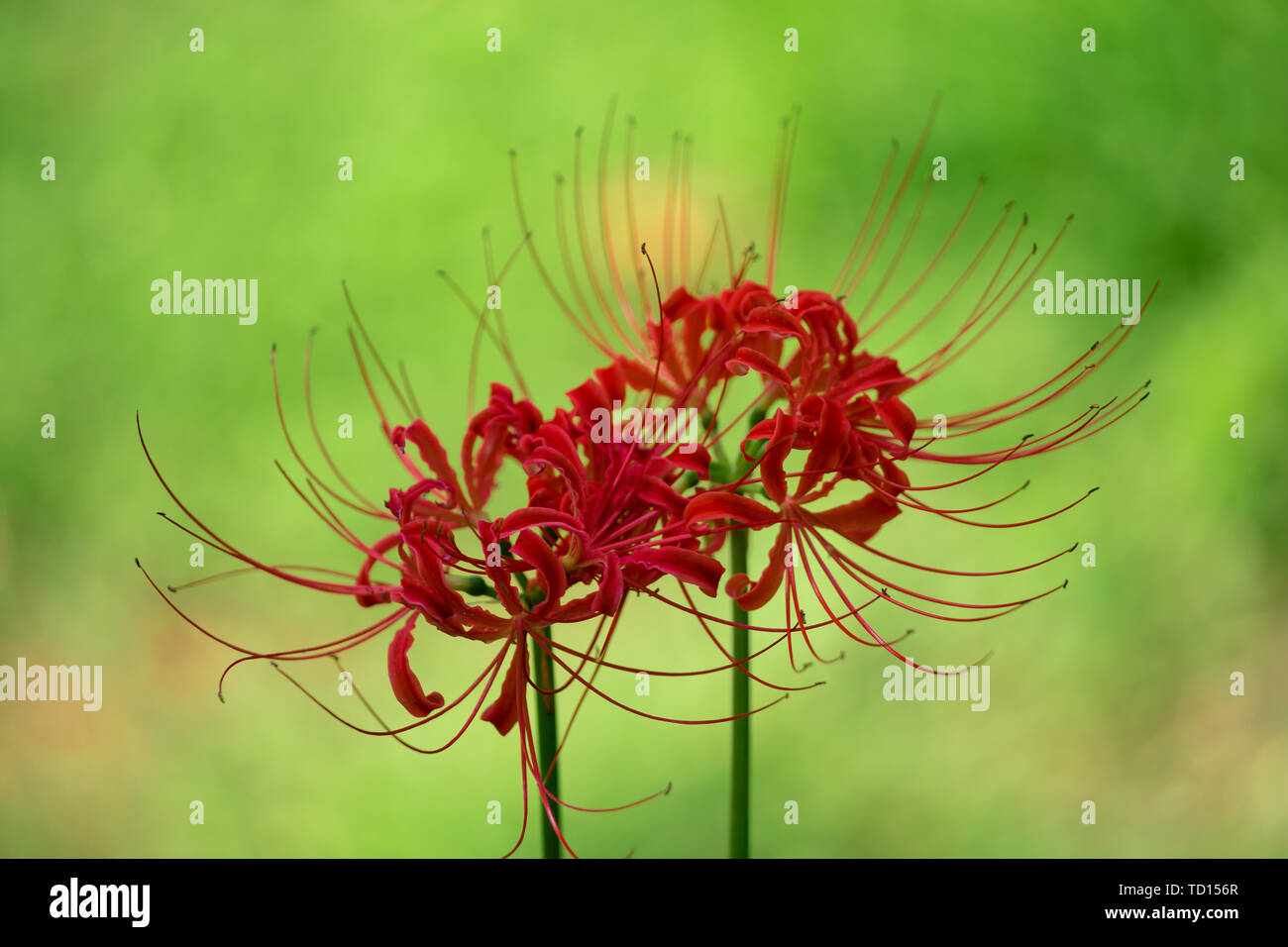 Chahua Flower High Resolution Stock Photography and Images - Alamy