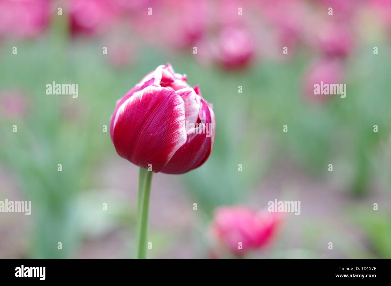 The flowers bloom, the spring is pleasant Stock Photo - Alamy