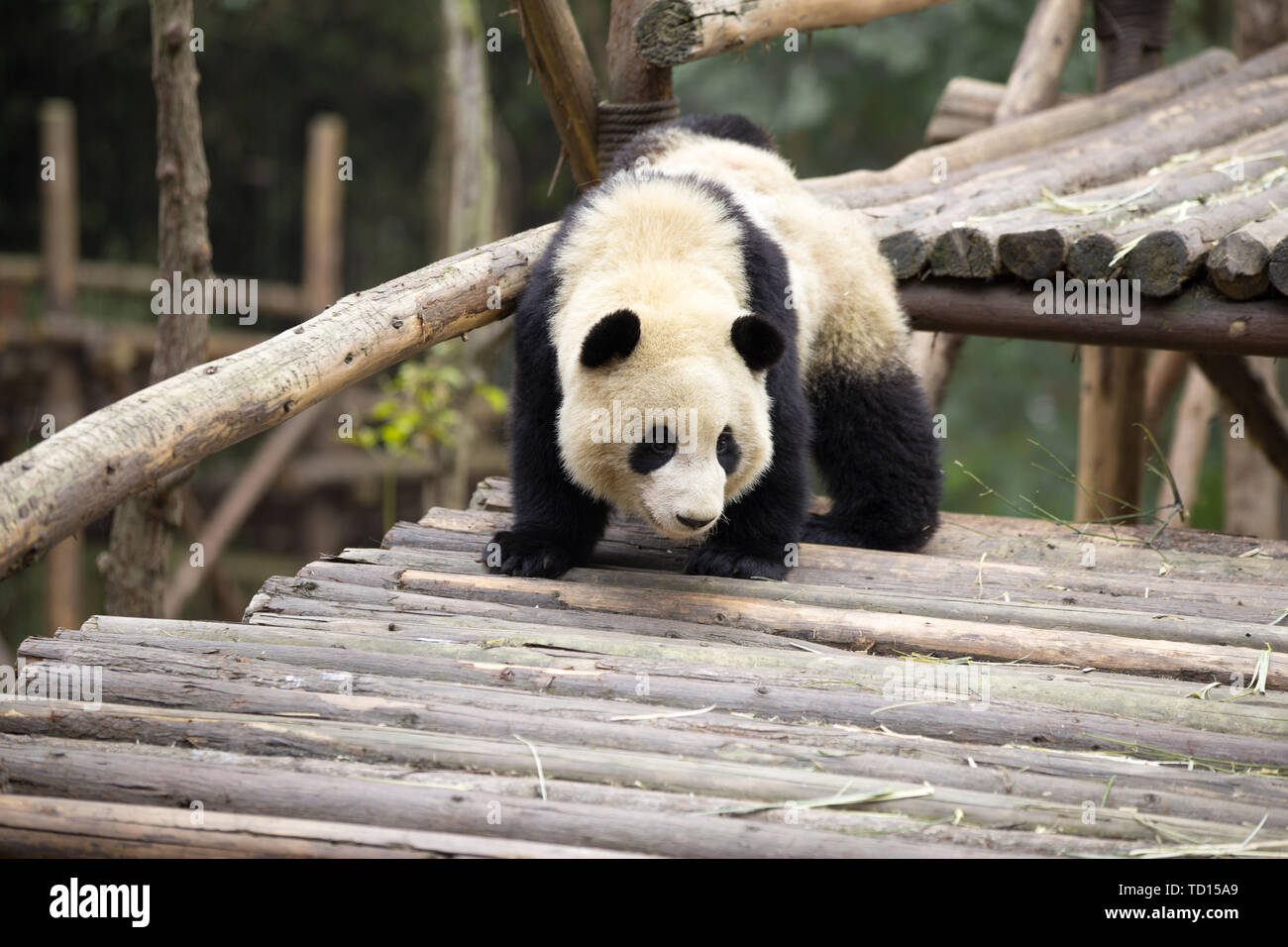 Wooden nature and mammals. No human wildlife. Wildlife. Wild bamboo ...