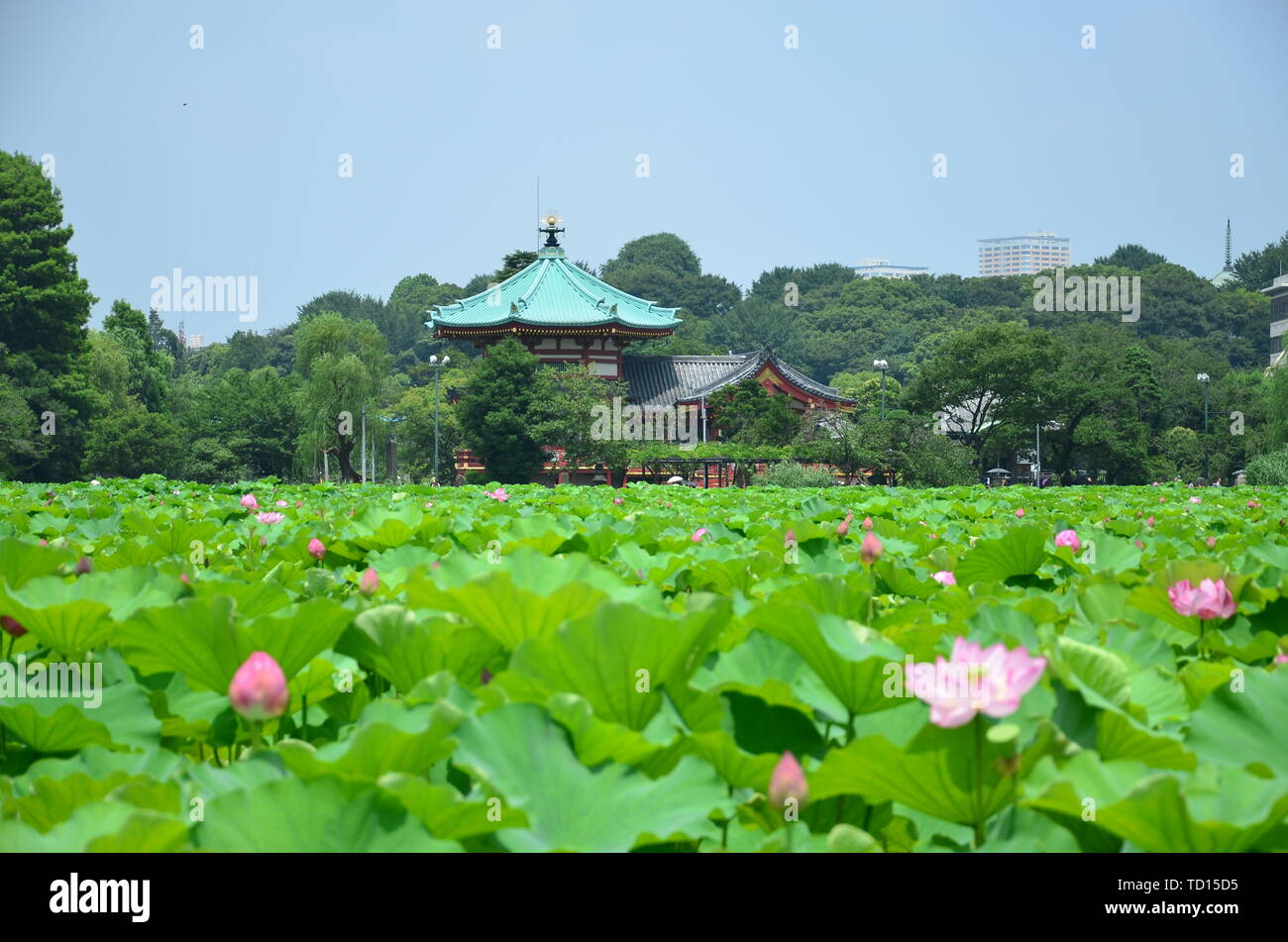 Sheno Park, Tokyo Stock Photo - Alamy