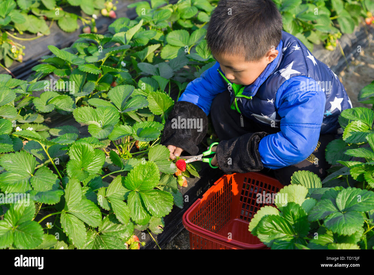 Little boy picks strawberries Stock Photo - Alamy