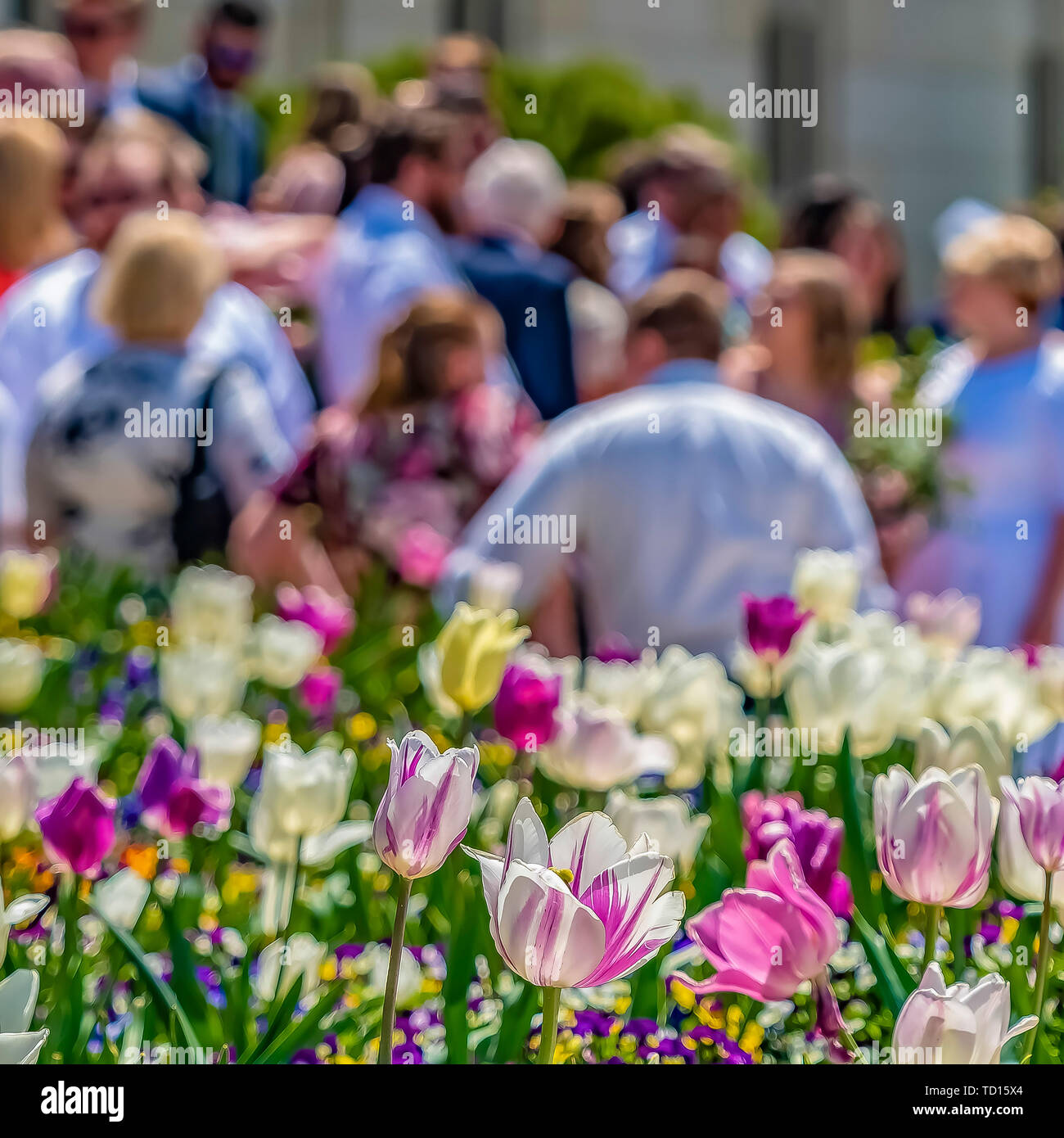 Square Glorious white and purple tulips flourishing under sunlight in ...