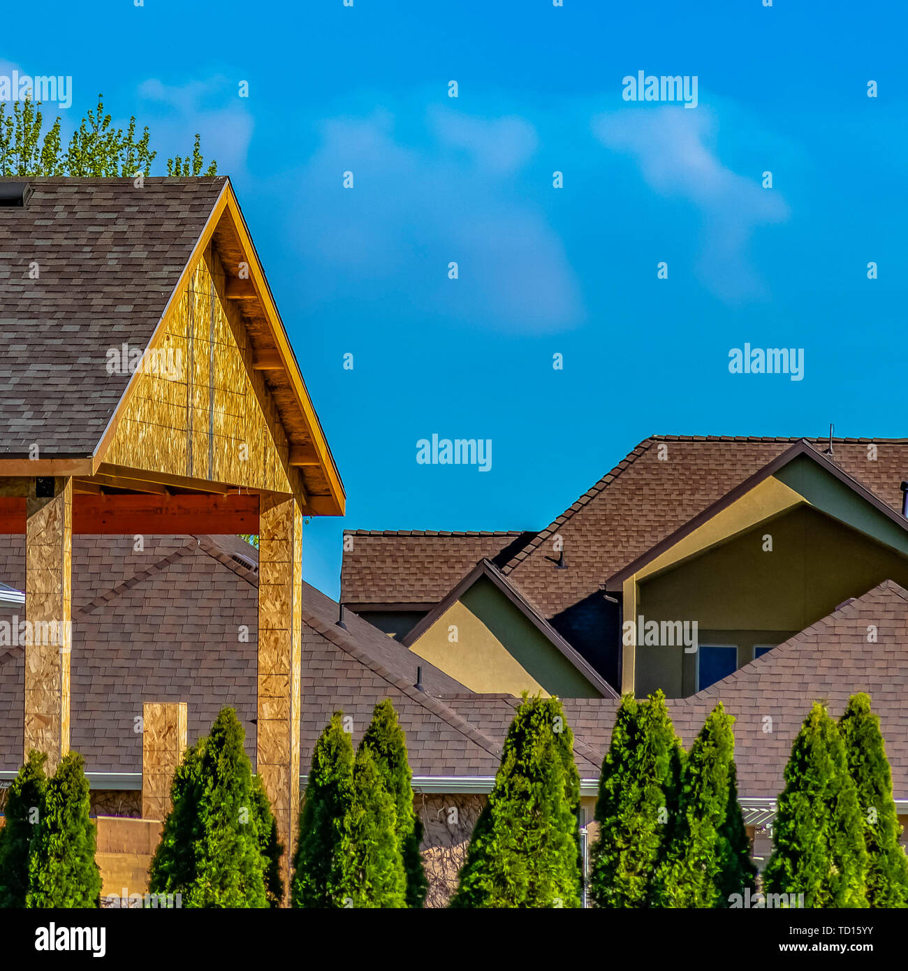 Square Row of lush conical shaped trees against houses and vast blue ...