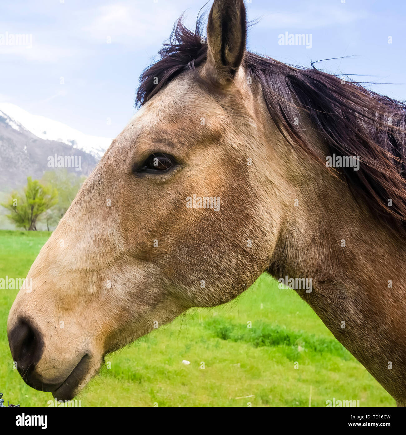Square Side view of a brown horse with black mane against barbed wire ...