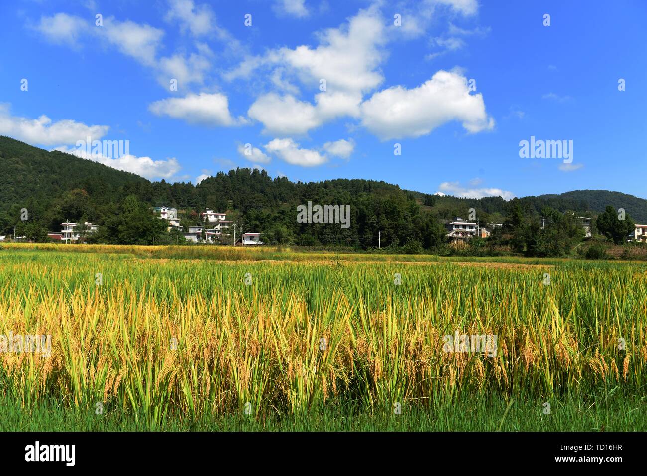 Grain planting and grazing hi-res stock photography and images - Alamy
