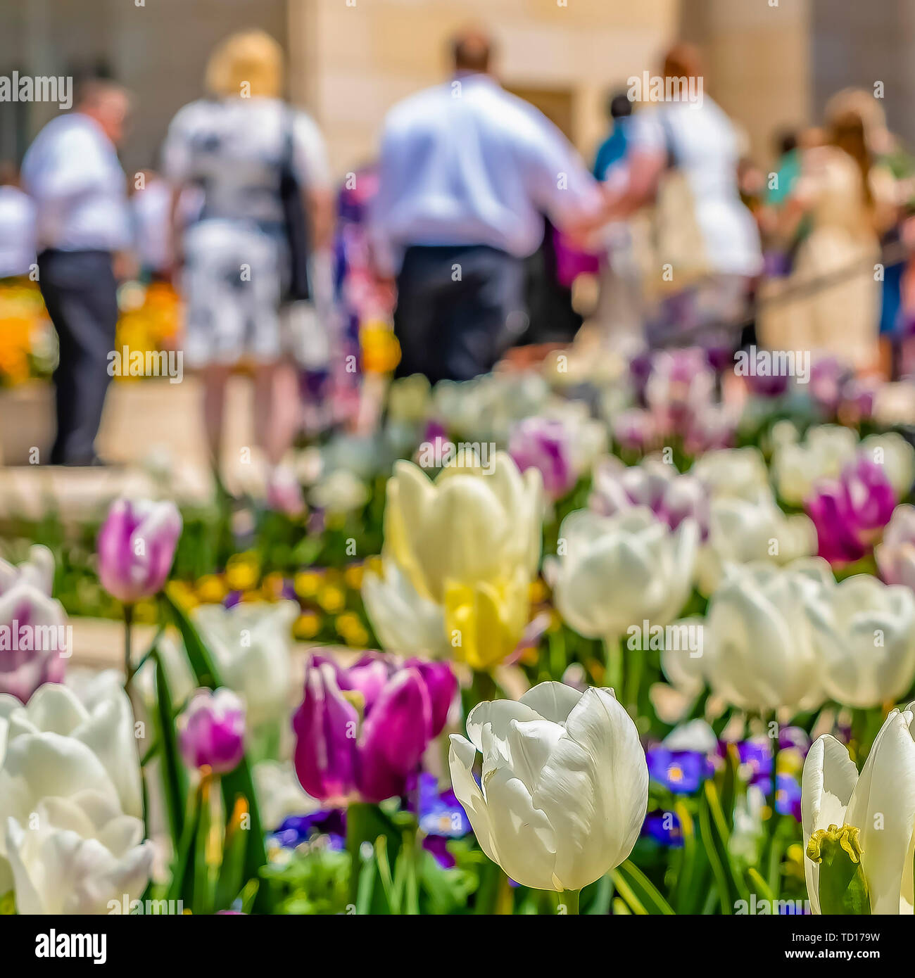 Square Close up of flowers with people and building in the blurry ...